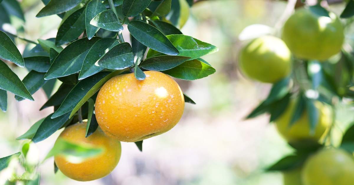 Universeller Gutschein für das Obstpflückerlebnis in Zentraltaiwan - Klook, Vereinigte Staaten